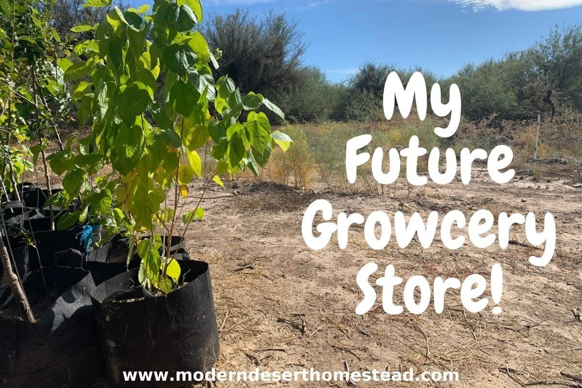 Starting A Desert Garden | How To Build My Growcery Store